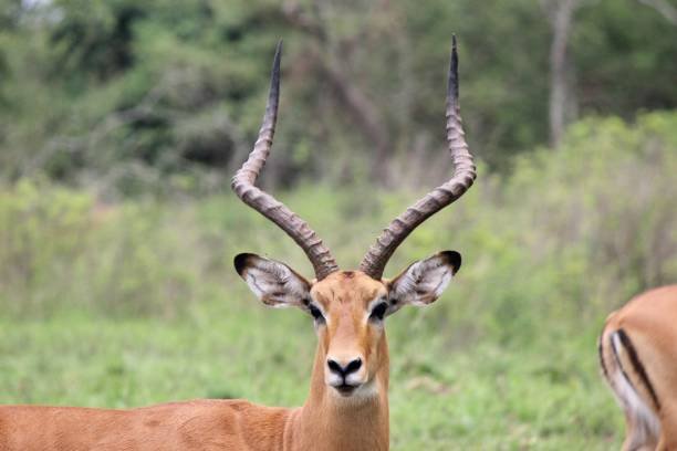 8 Days/ 7 Nights Rwanda Wildlife & Primates Safari – Peaks and Safaris